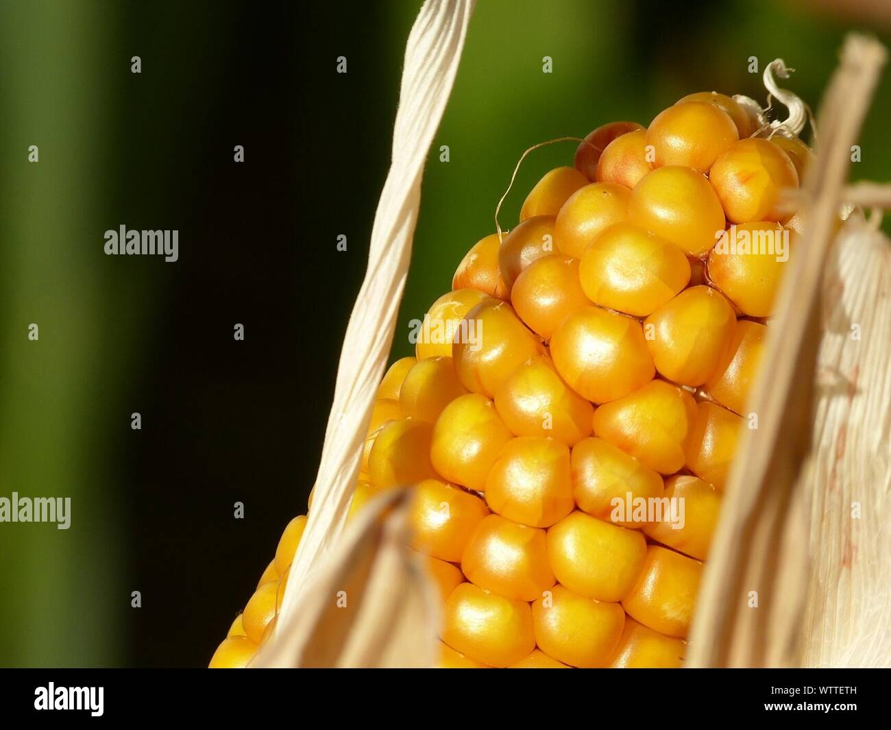 Close up sweetcorn hi-res stock photography and images - Alamy