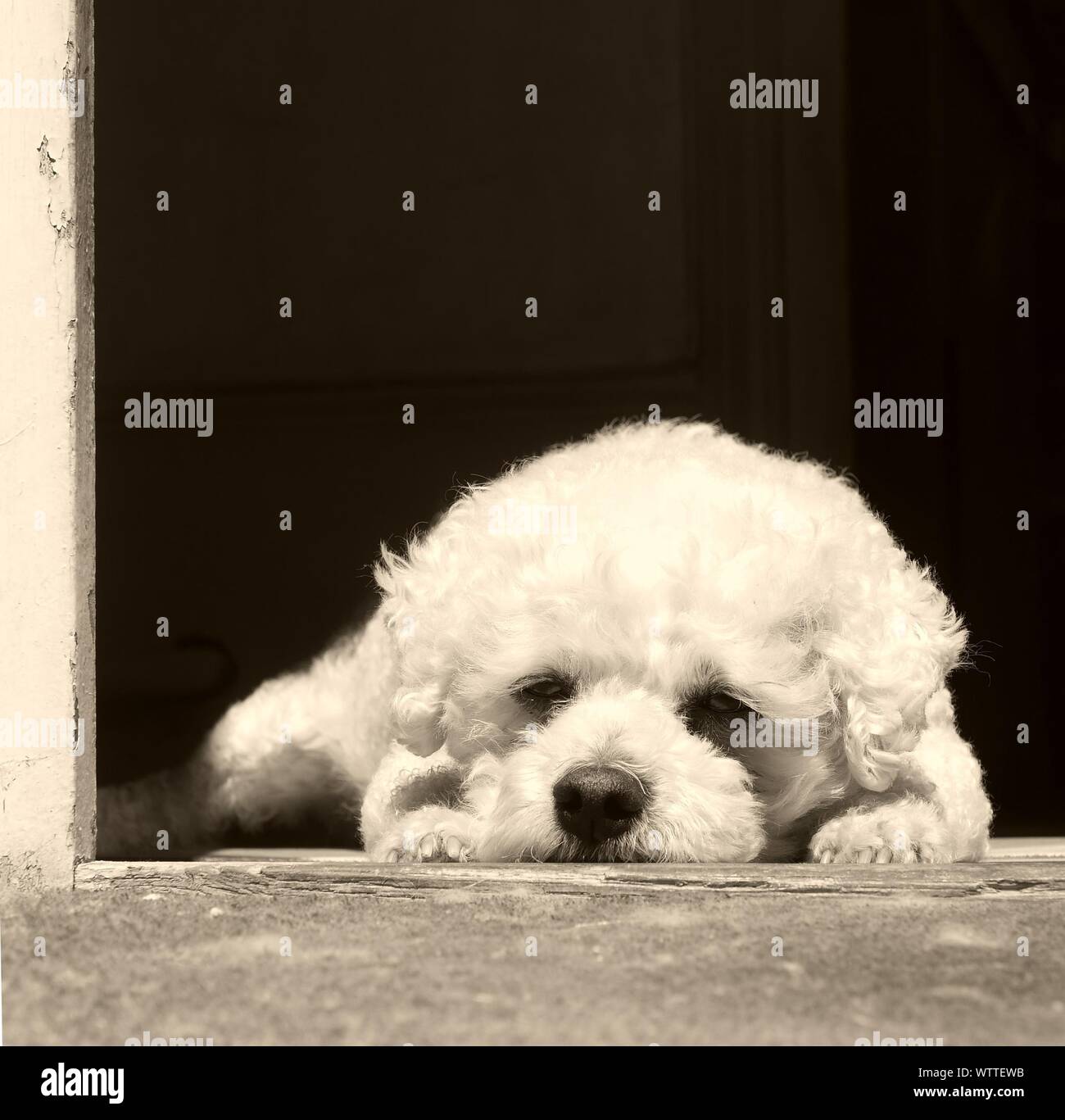 Dog close door High Resolution Stock Photography and Images - Alamy