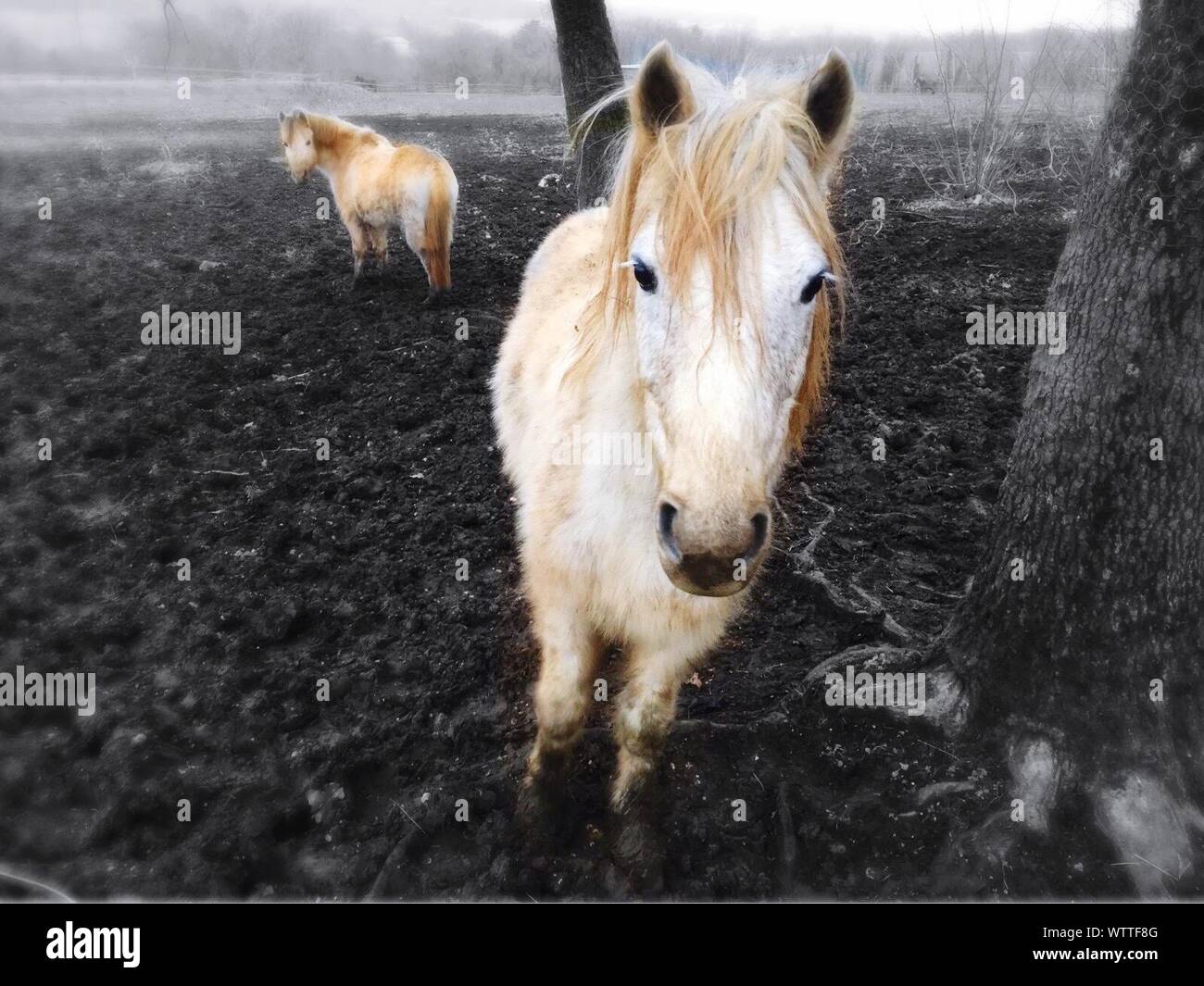 Horses front view hi-res stock photography and images - Alamy