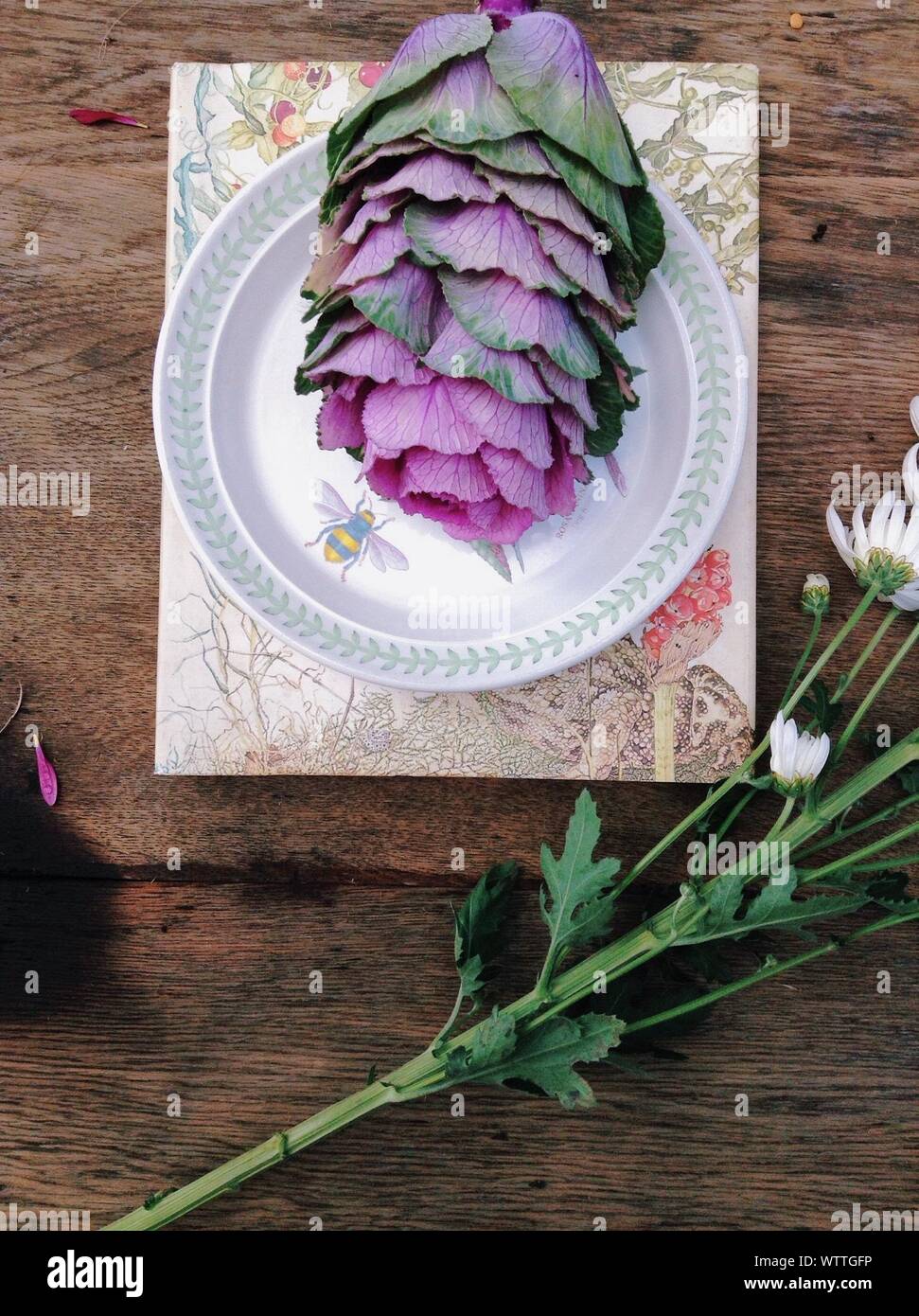 Cabbage stem hi-res stock photography and images - Alamy