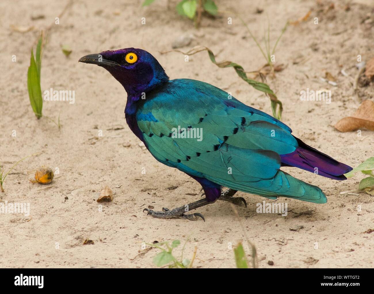 Purple starling hi-res stock photography and images - Alamy