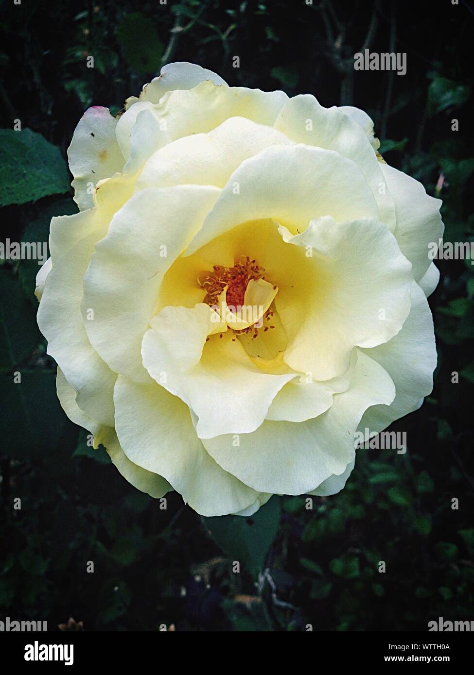White wild rose hi-res stock photography and images - Alamy