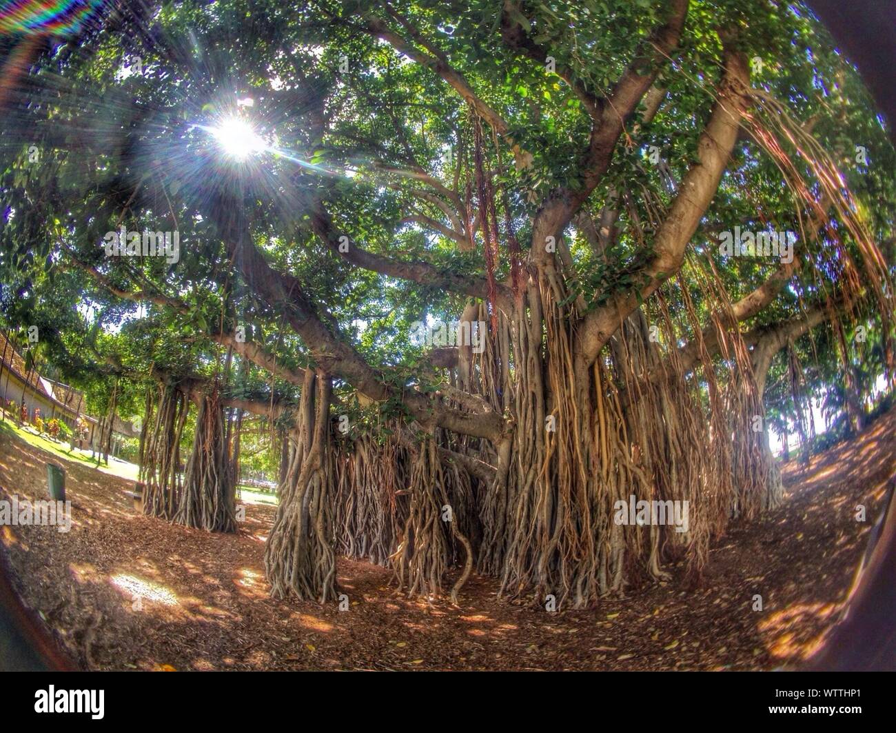 Spreading low growing plant hi-res stock photography and images - Alamy