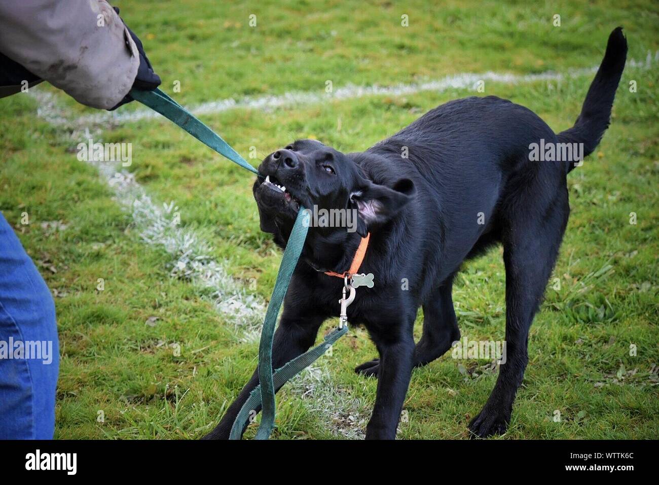Black labrador retriever playing hi-res stock photography and images ...