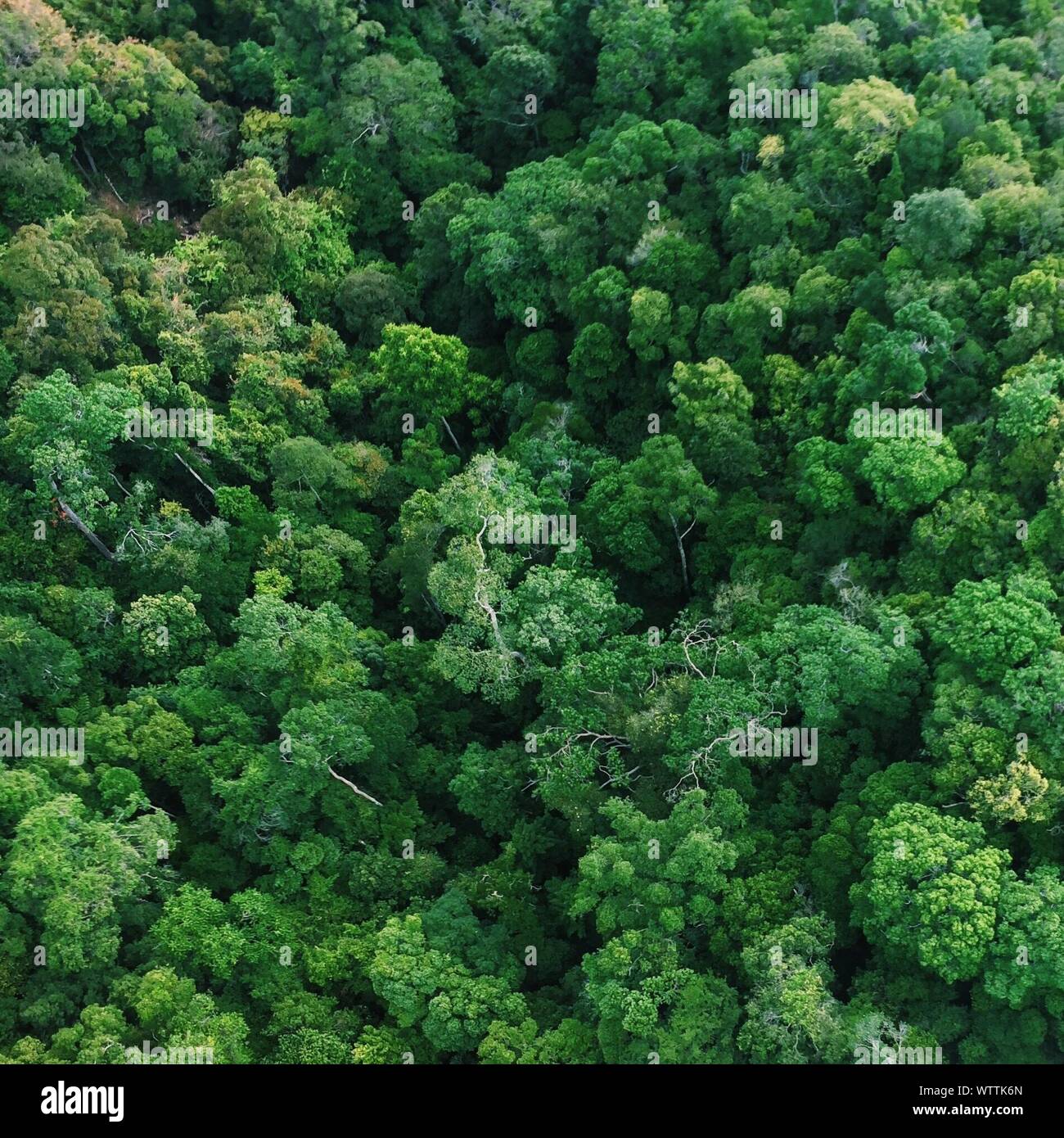 Rainforest frame hi-res stock photography and images - Alamy