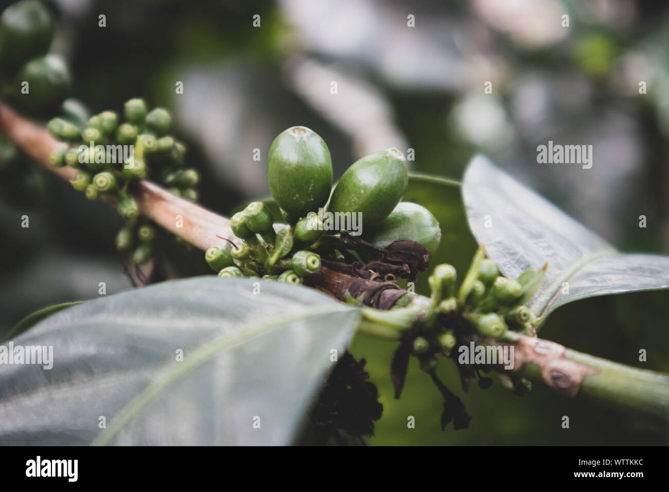 Coffee bean plant hi-res stock photography and images - Alamy