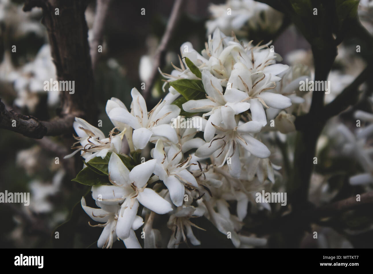 White flower and coffee hi-res stock photography and images - Alamy