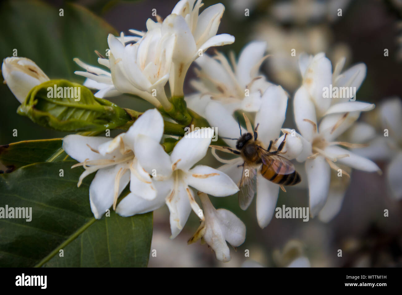Bee on Coffee Flower on Coffee Plant in Guatemala Stock Photo - Alamy
