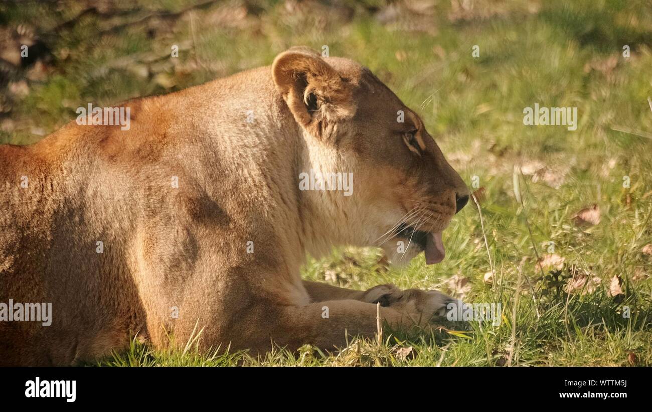 Lioness sitting side view hi-res stock photography and images - Alamy