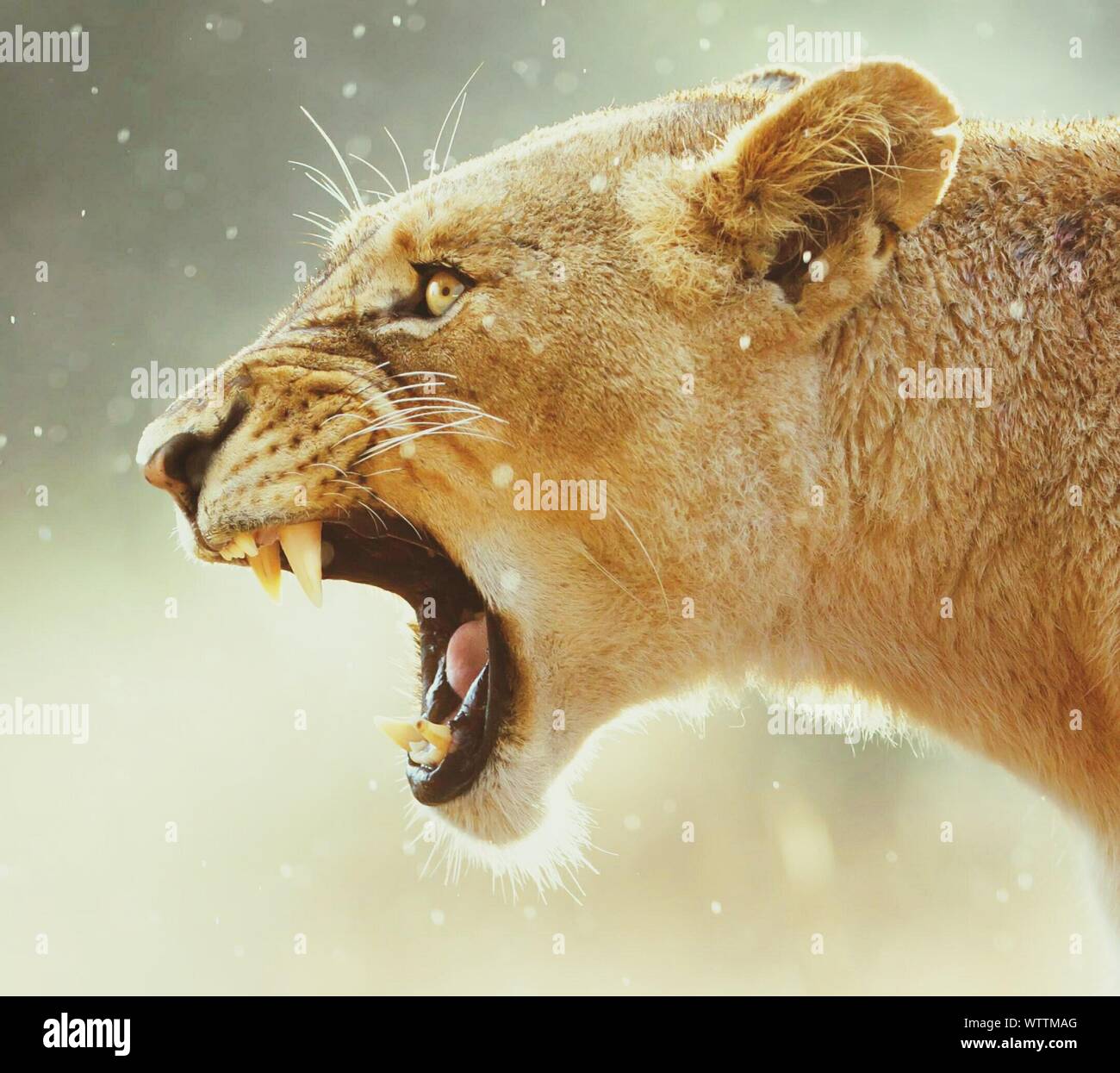 Lioness roaring with mouth hi-res stock photography and images - Alamy