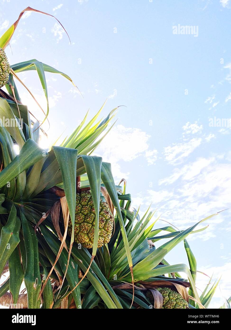 Pineapple Tree Stock Photos & Pineapple Tree Stock Images - Alamy