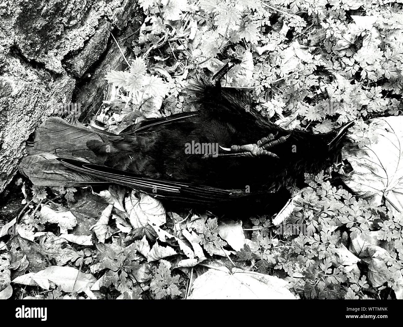 Dead Crow High Resolution Stock Photography and Images - Alamy