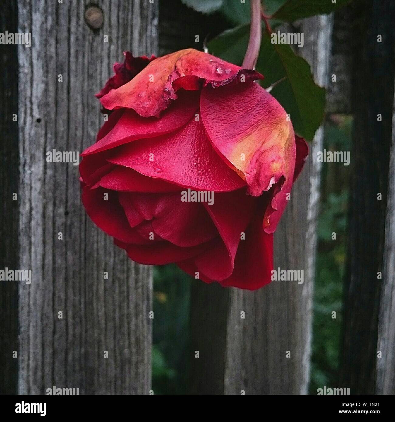 Red rose in fence hi-res stock photography and images - Alamy