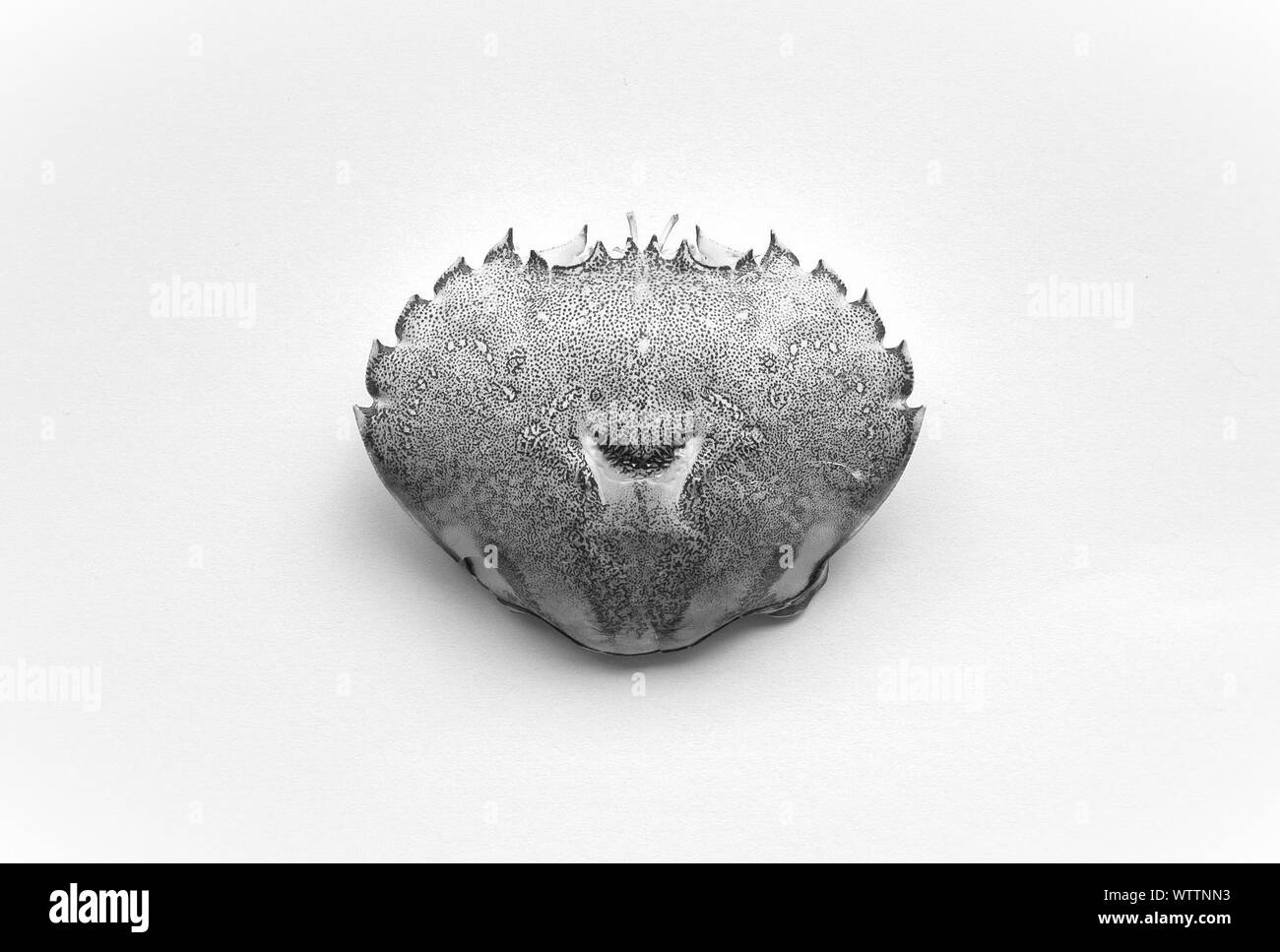 Crab shell pattern hi-res stock photography and images - Alamy