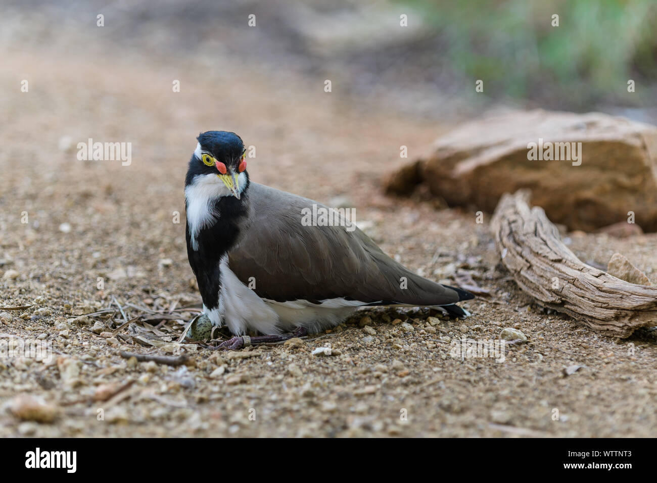 Female Banded Lapwing Nesting Stock Photo - Alamy