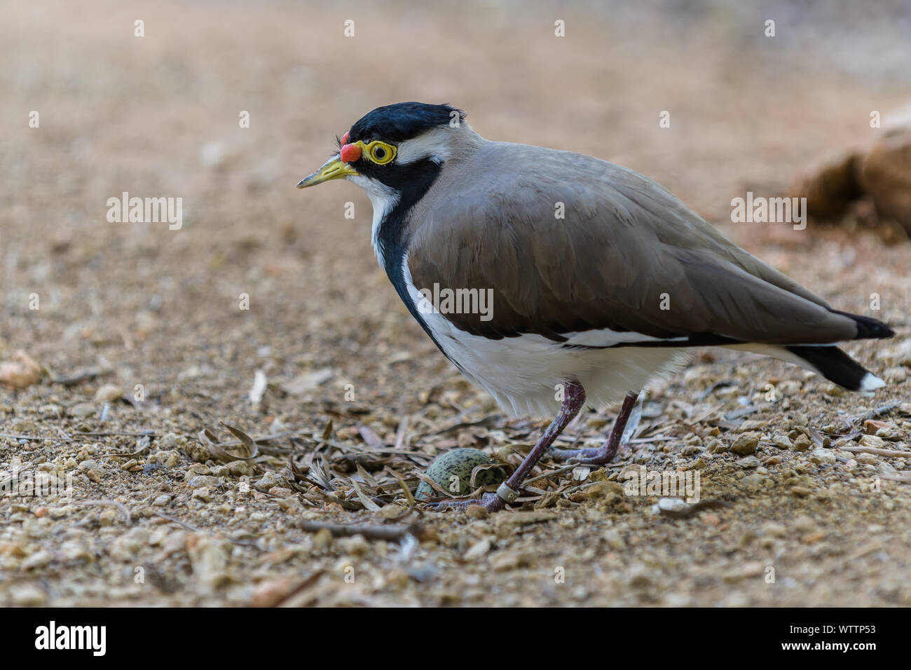 Female Banded Lapwing Nesting Stock Photo - Alamy