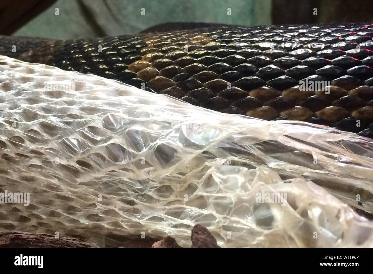 Burmese python skin hi-res stock photography and images - Alamy
