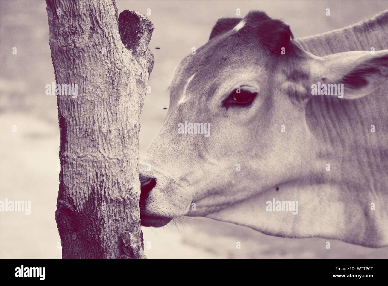 Cow with tree hi-res stock photography and images - Alamy