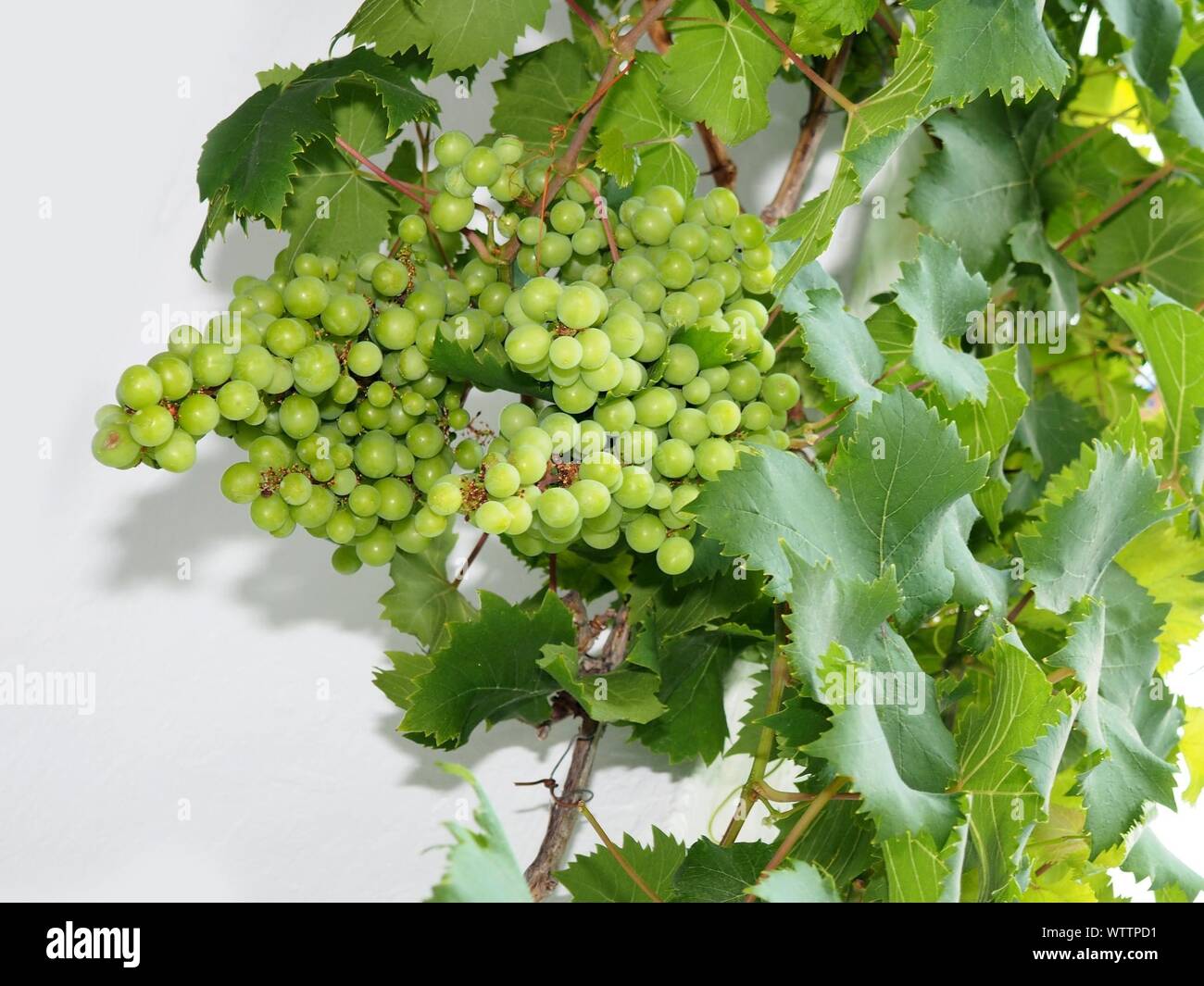 Grape vine growing on wall hi-res stock photography and images - Alamy