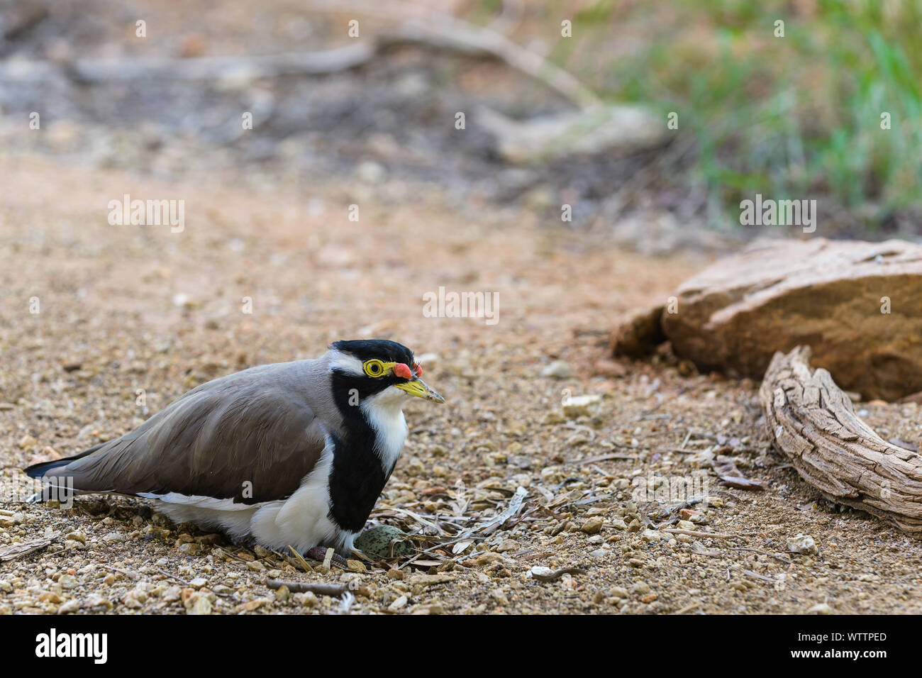 Female Banded Lapwing Nesting Stock Photo - Alamy