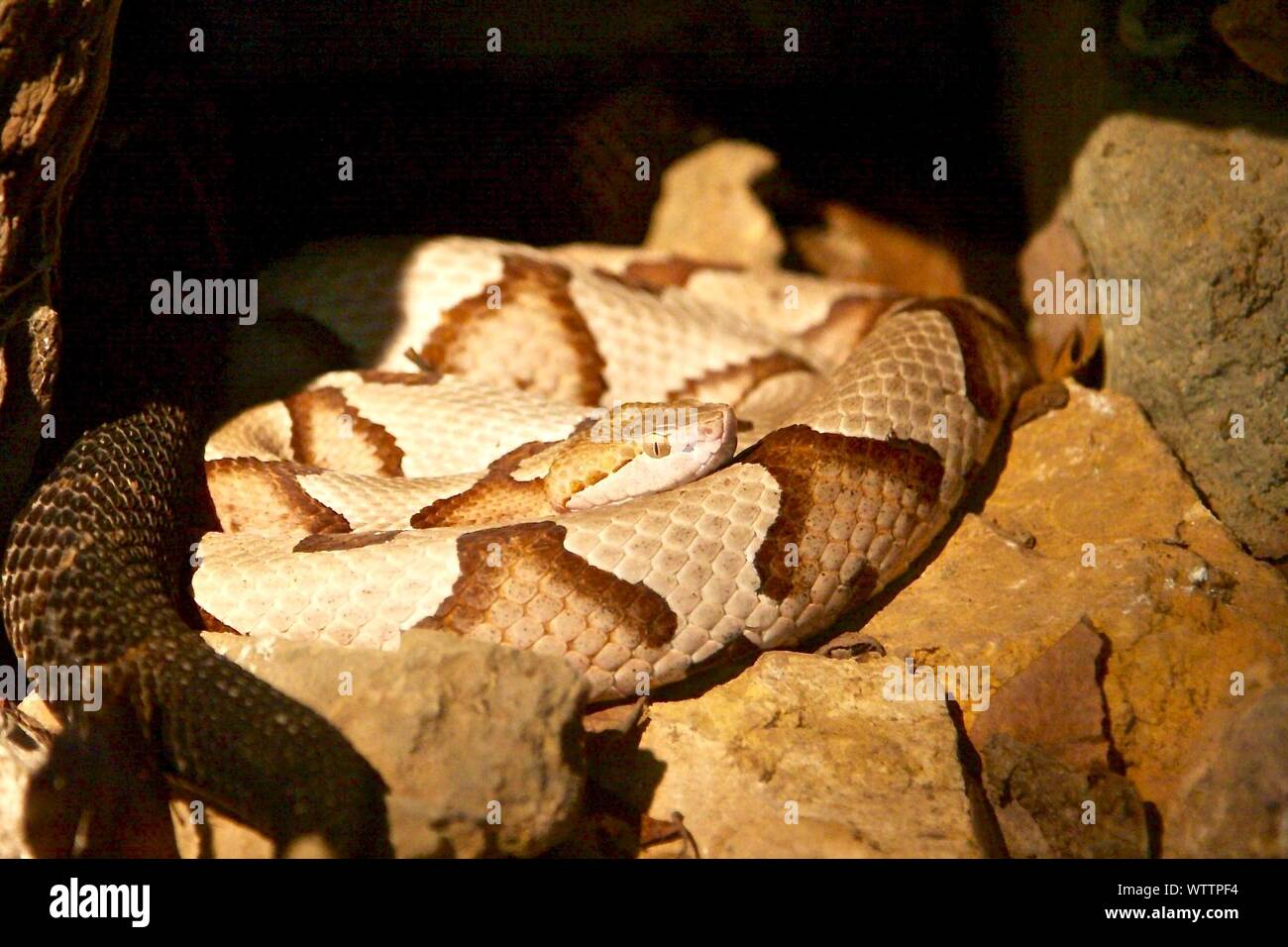 Snake On Rocks High Resolution Stock Photography and Images - Alamy
