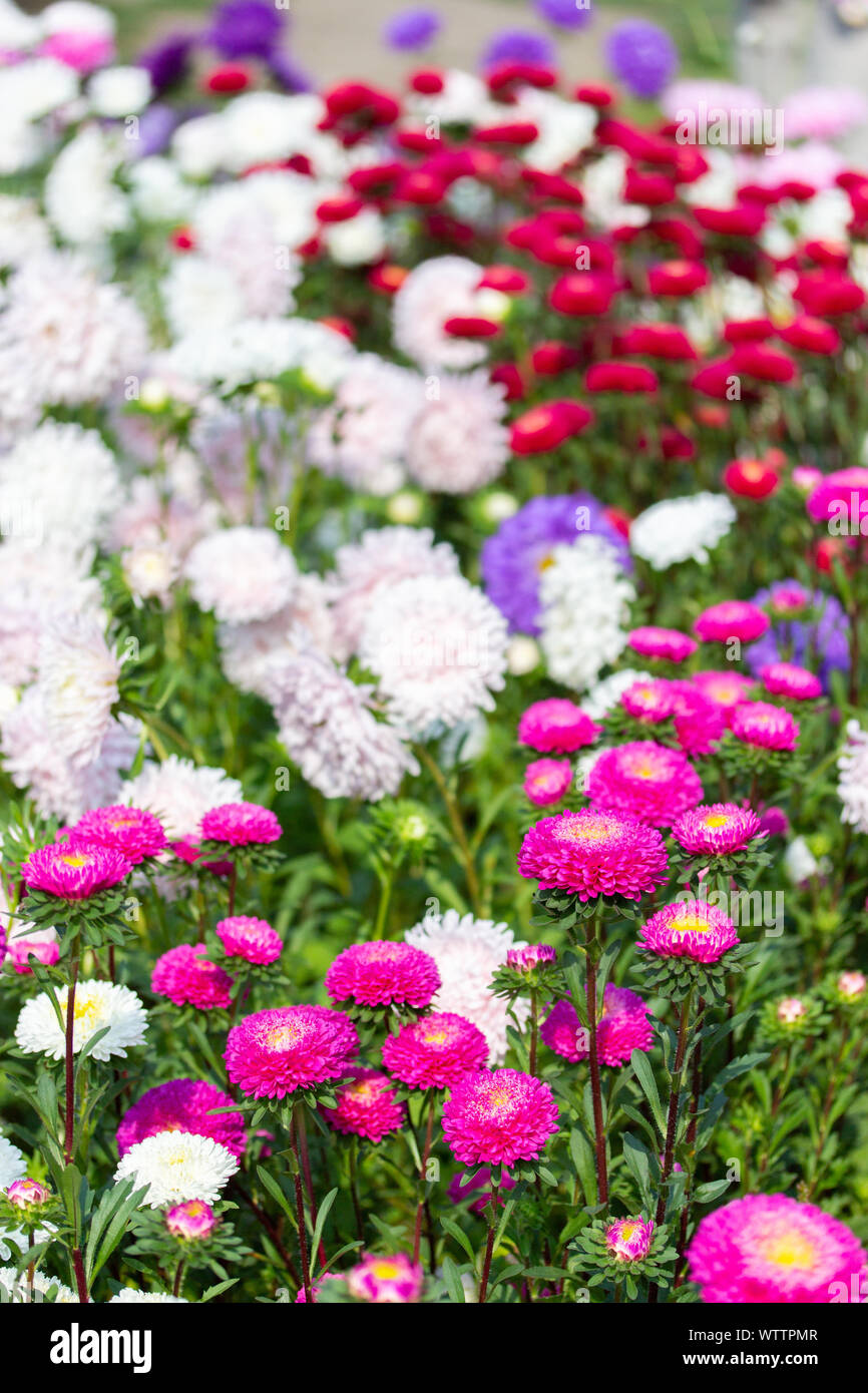 Pink White Aster Flower