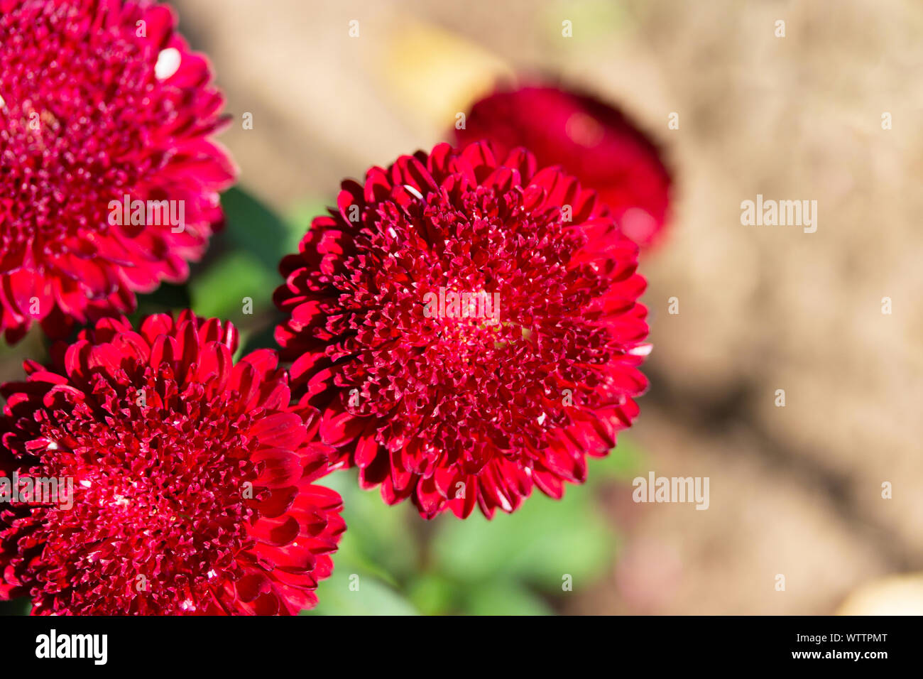 Callistephus chinensis, garden aster of bright scarlet red, an annual ...