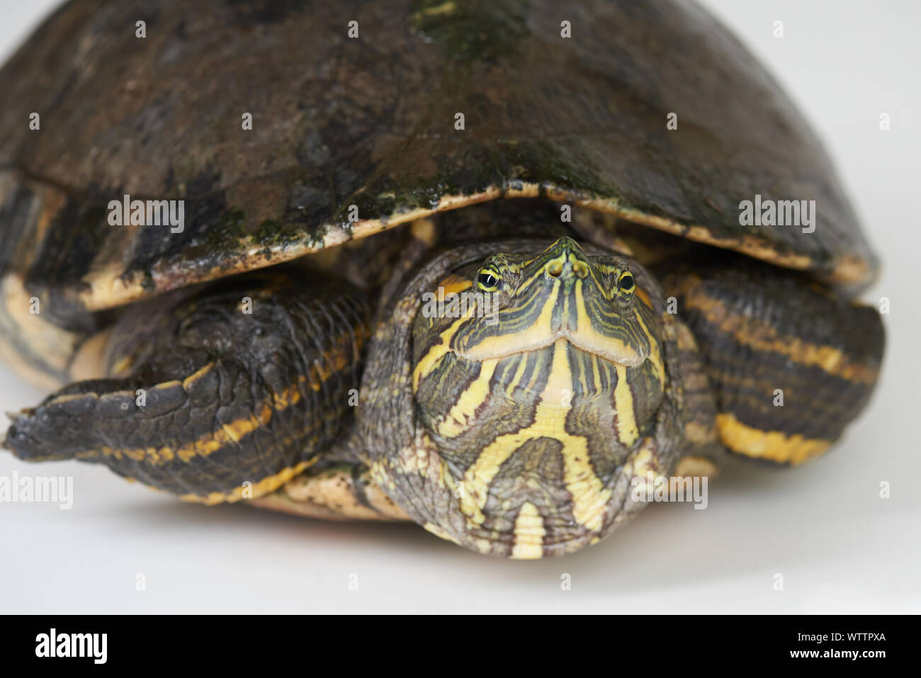 Cute turtle look in camera close up view in studio Stock Photo - Alamy