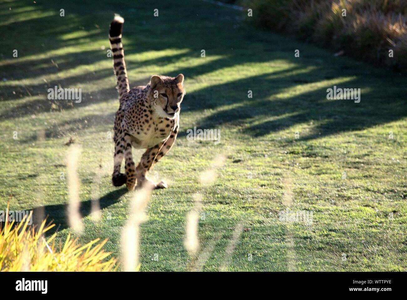 Cheetah in motion hi-res stock photography and images - Alamy