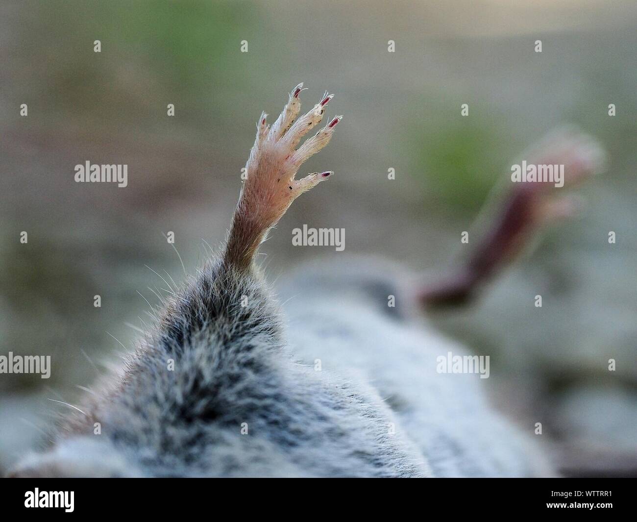 Dead leg hi-res stock photography and images - Alamy