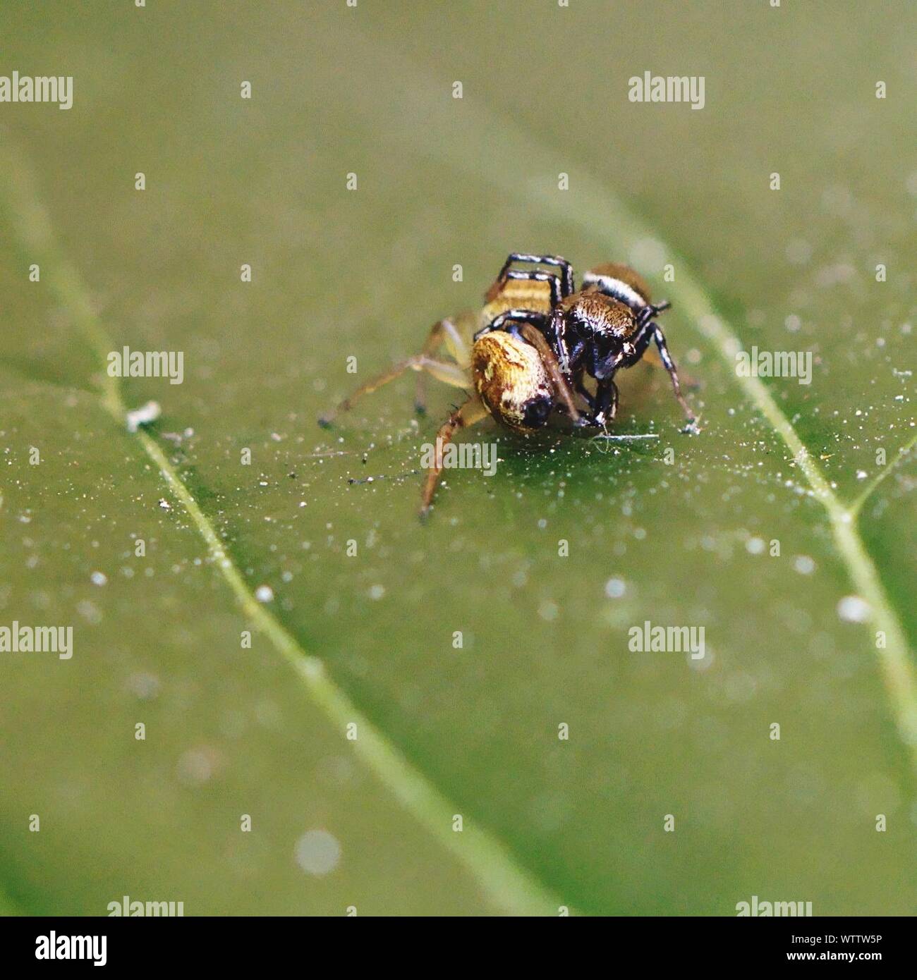 Fighting spiders hi-res stock photography and images - Alamy