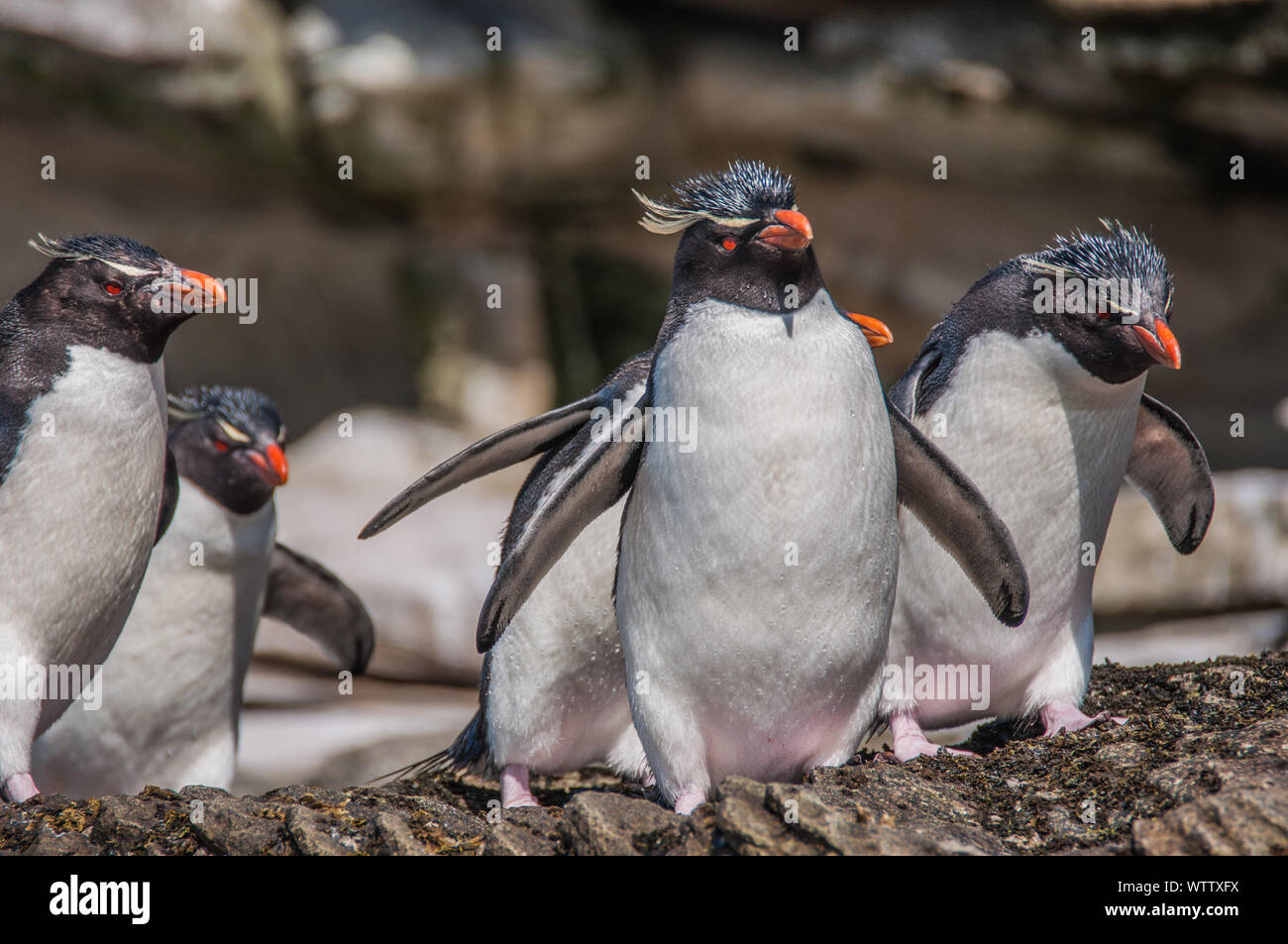 Group of penguins hi-res stock photography and images - Alamy
