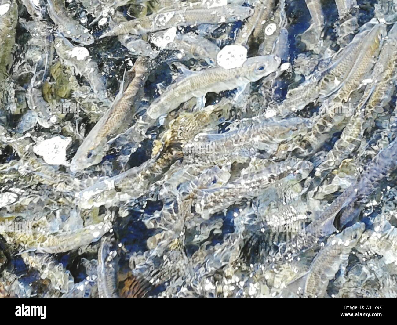 Alewife Fish High Resolution Stock Photography and Images - Alamy