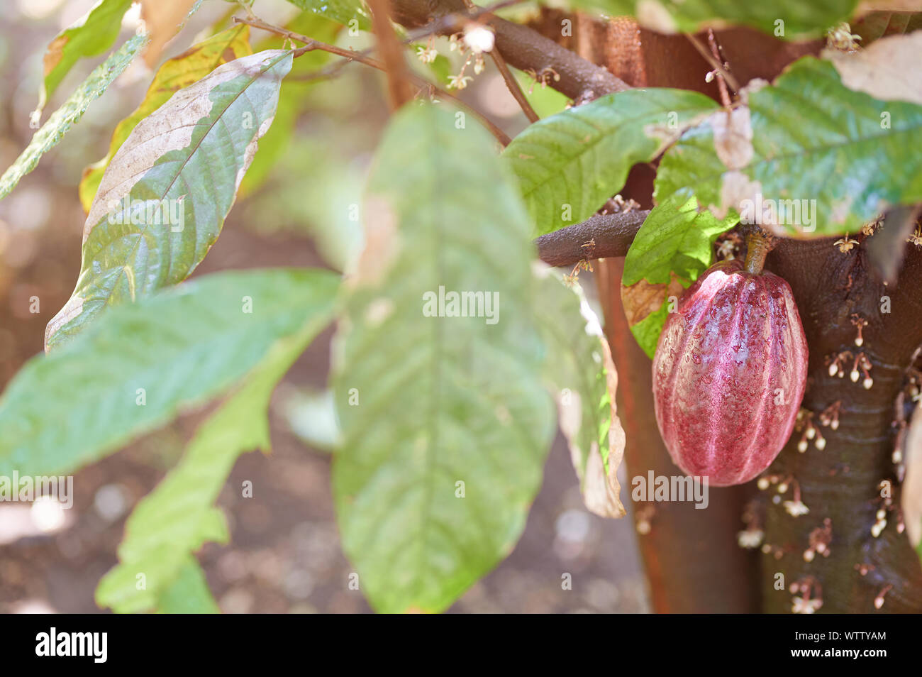 Red cacao pod on tree close up view with copy space Stock Photo - Alamy