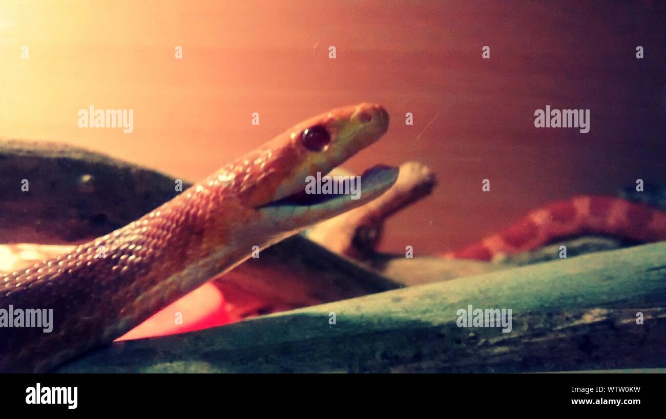 Snake captivity hi-res stock photography and images - Alamy