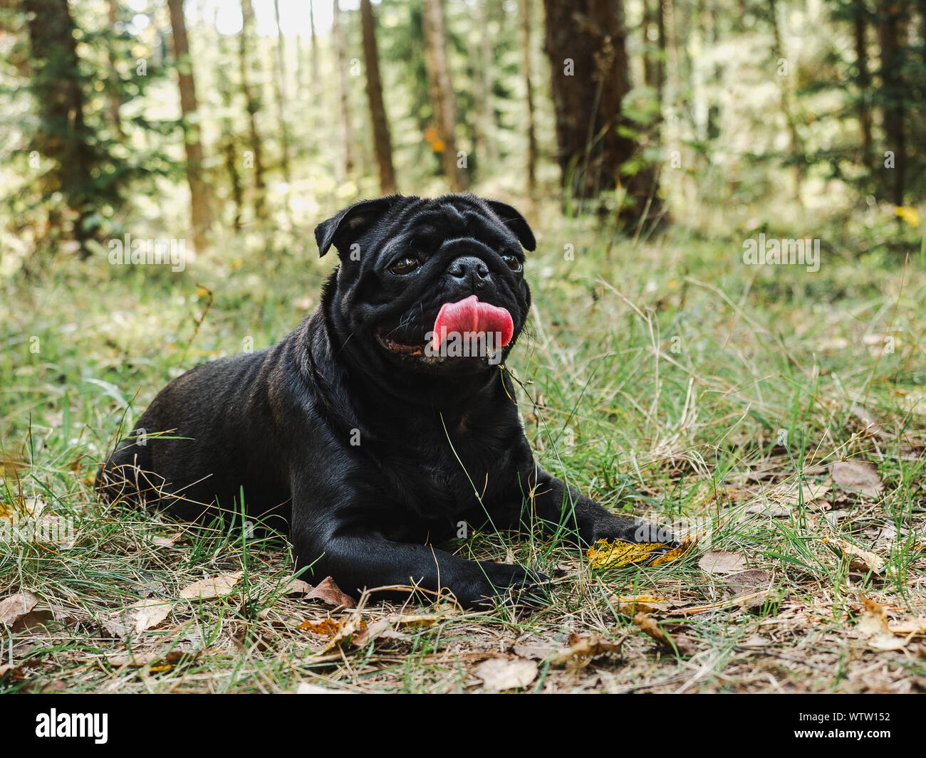 Sweet, cute puppy of black color. Close-up Stock Photo - Alamy