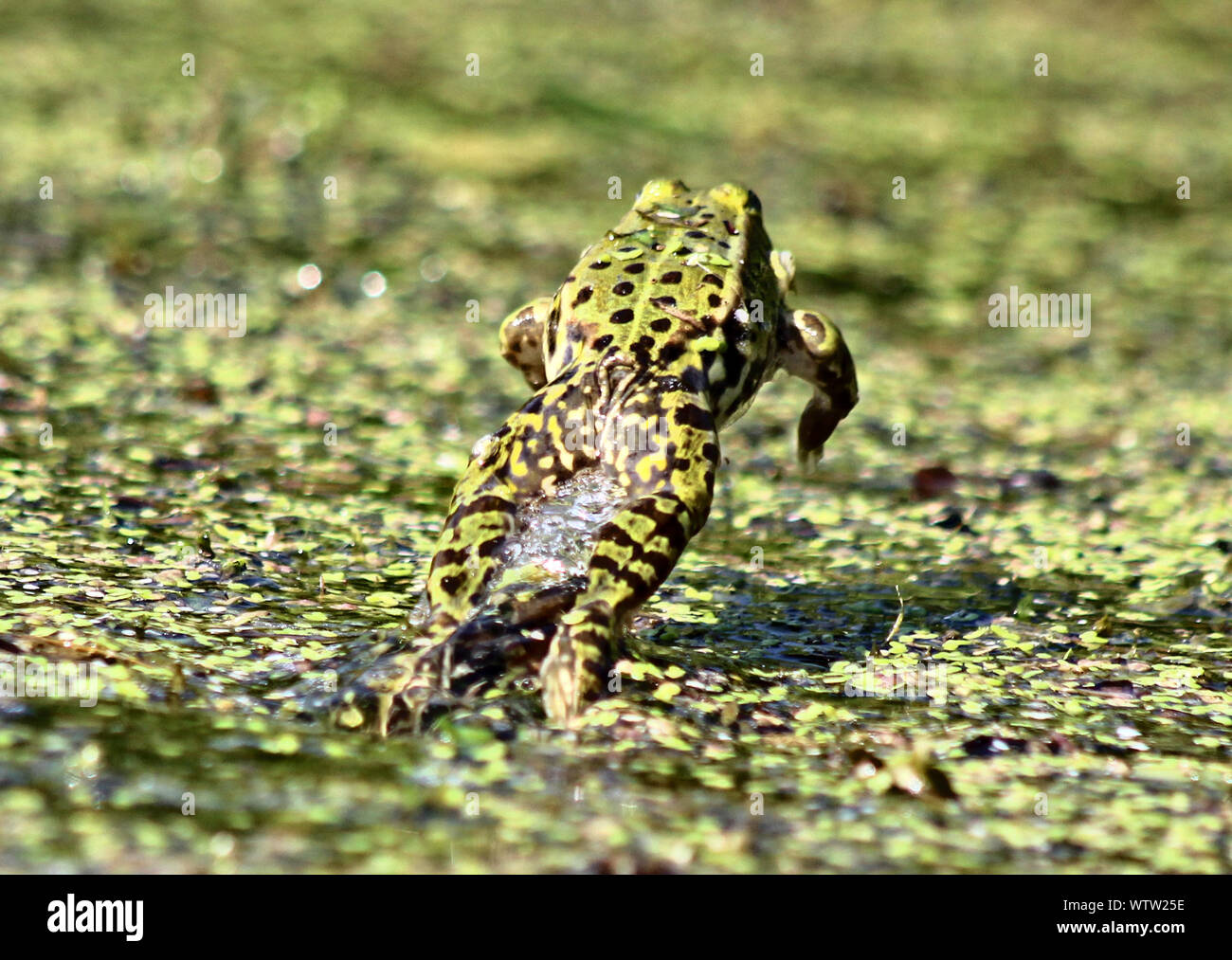 Jumping frog hi-res stock photography and images - Alamy