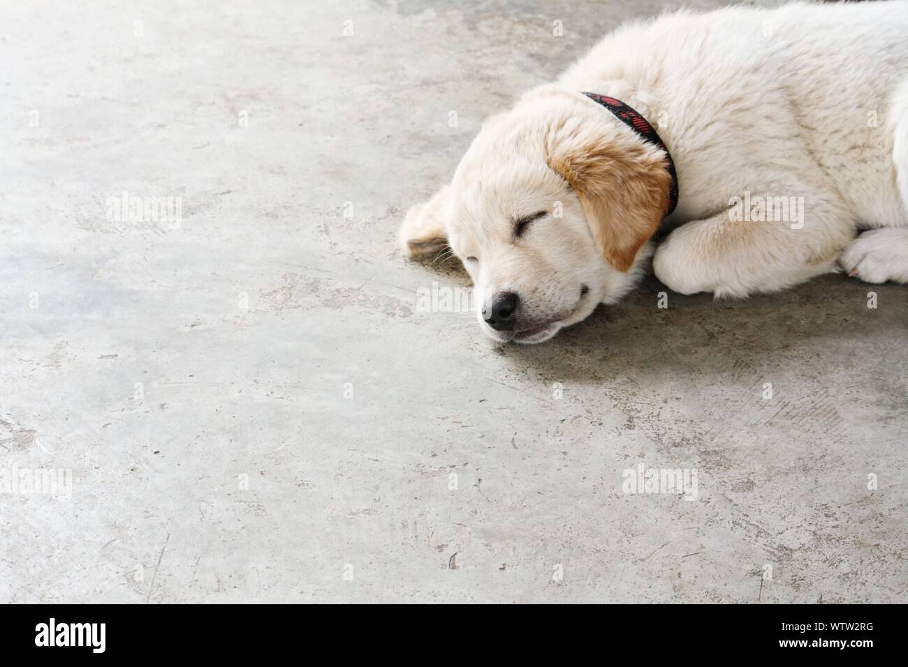 Dog sleeping curled up on bed hi-res stock photography and images - Alamy