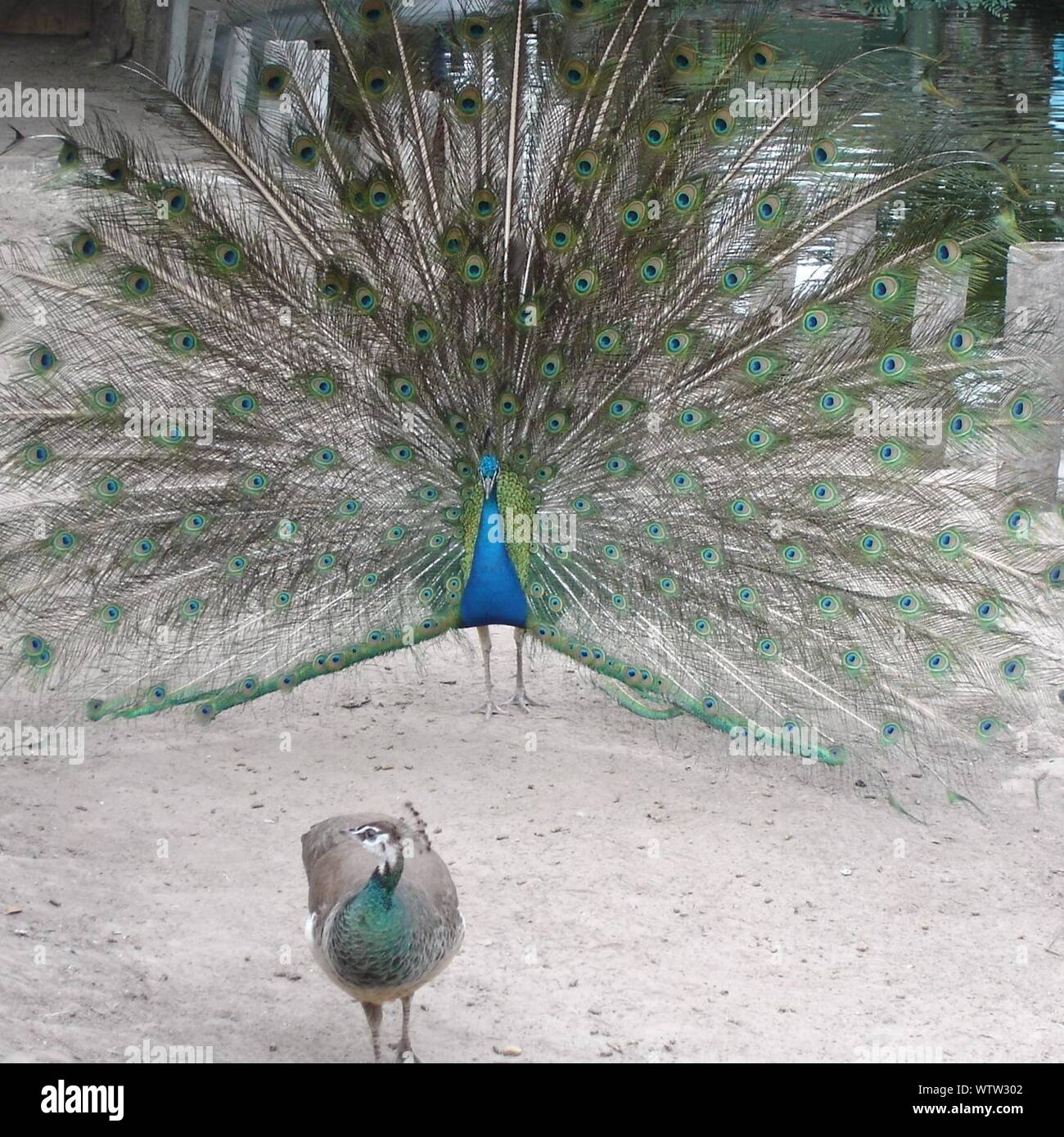 Peahen Animals In Wild High Resolution Stock Photography and Images - Alamy