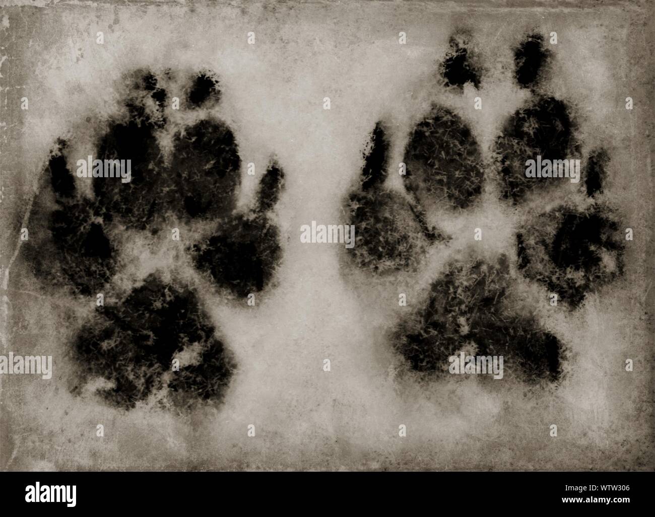 Paw prints in the snow hi-res stock photography and images - Alamy