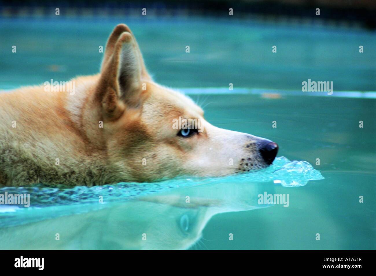Siberian husky dog swimming hi-res stock photography and images - Alamy