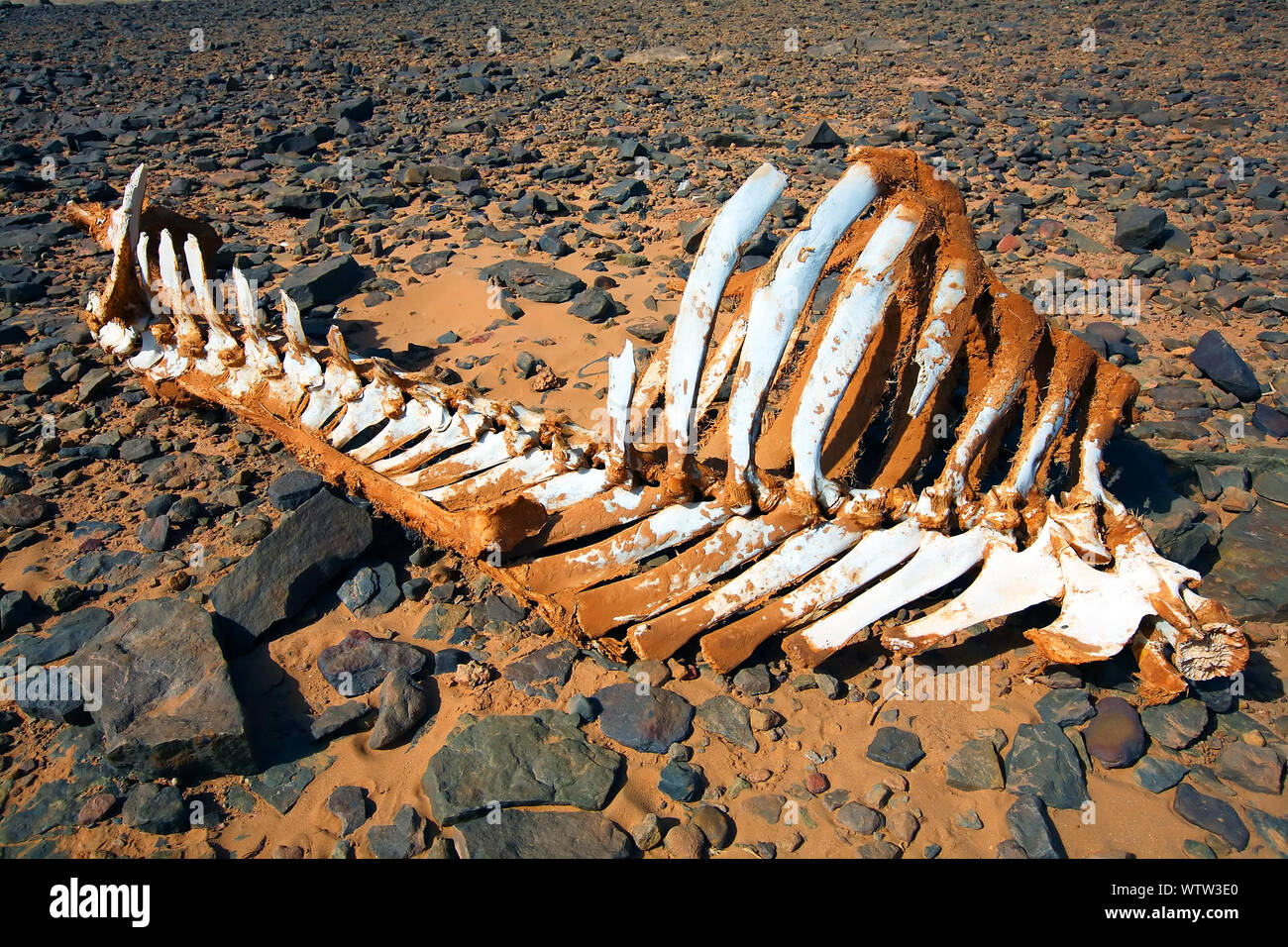 Animal skeleton hi-res stock photography and images - Alamy