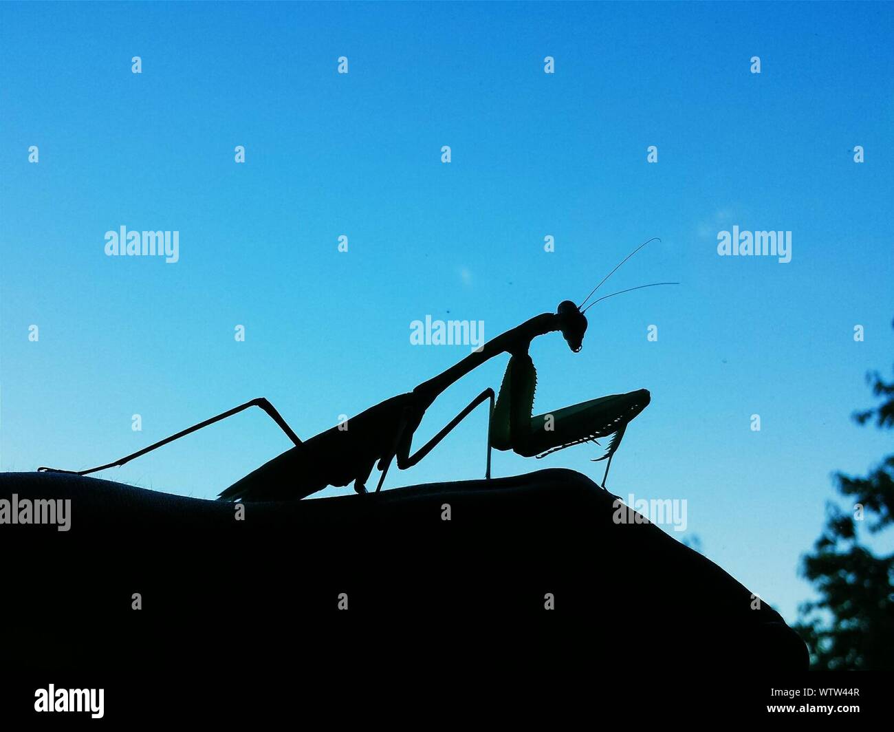 Insect shade hi-res stock photography and images - Alamy