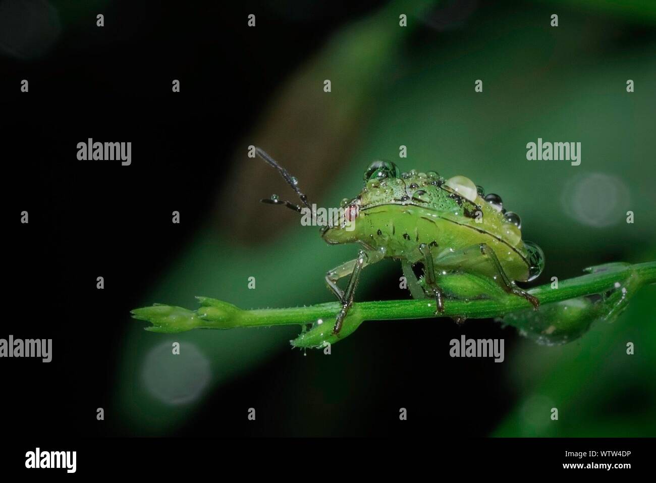 Wet insect hi-res stock photography and images - Alamy