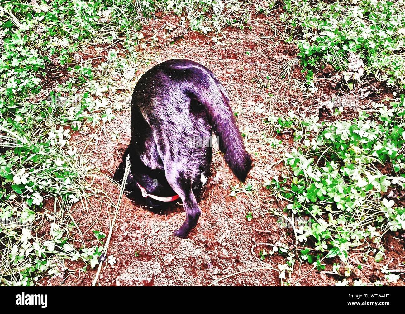 Black Dog Digging Hole In Field Stock Photo - Alamy