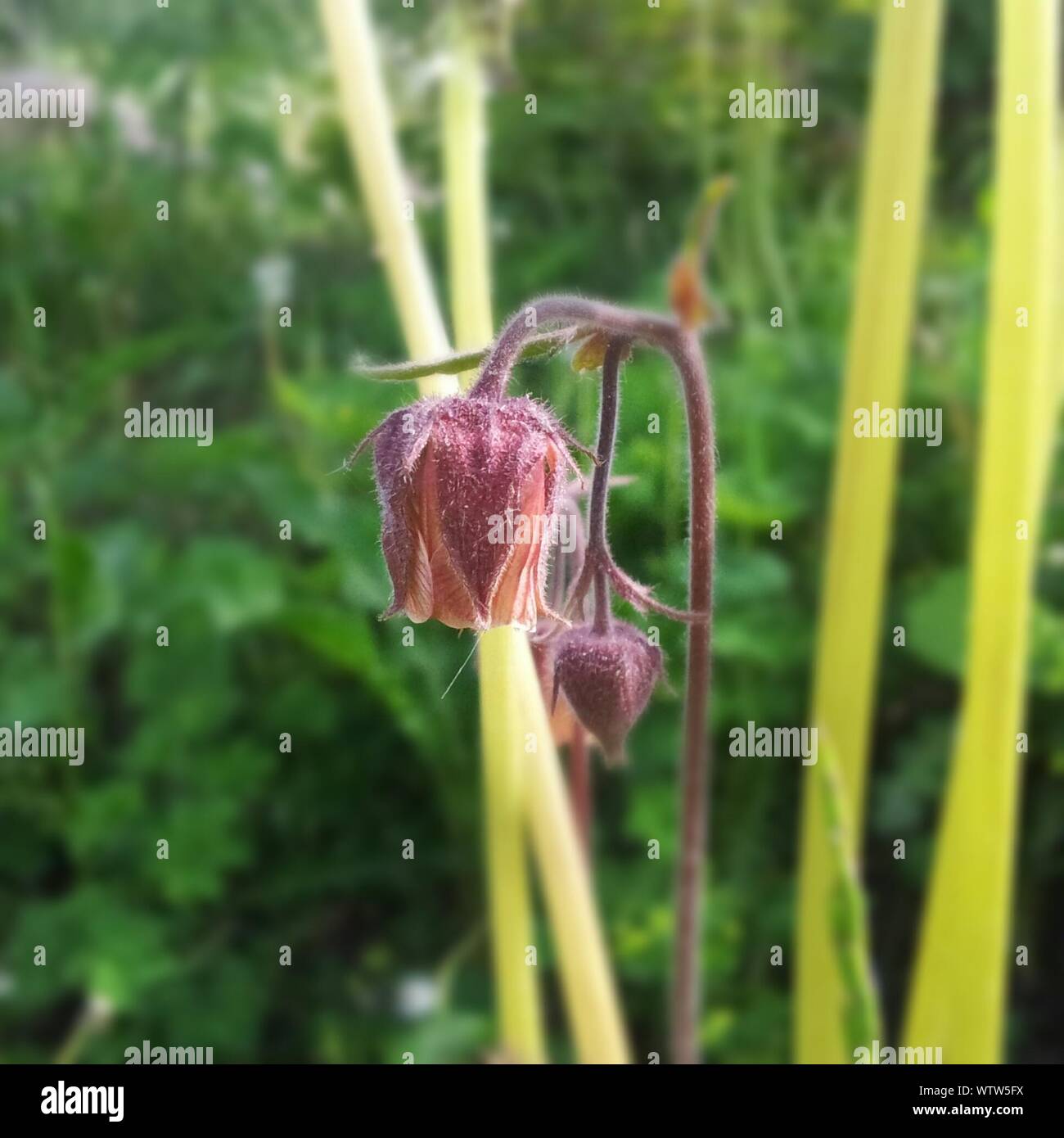 Bending Spring High Resolution Stock Photography and Images - Alamy