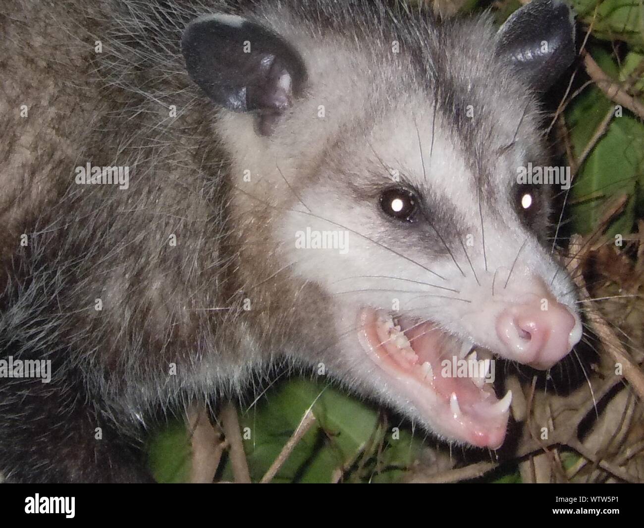 Possum hi-res stock photography and images - Alamy
