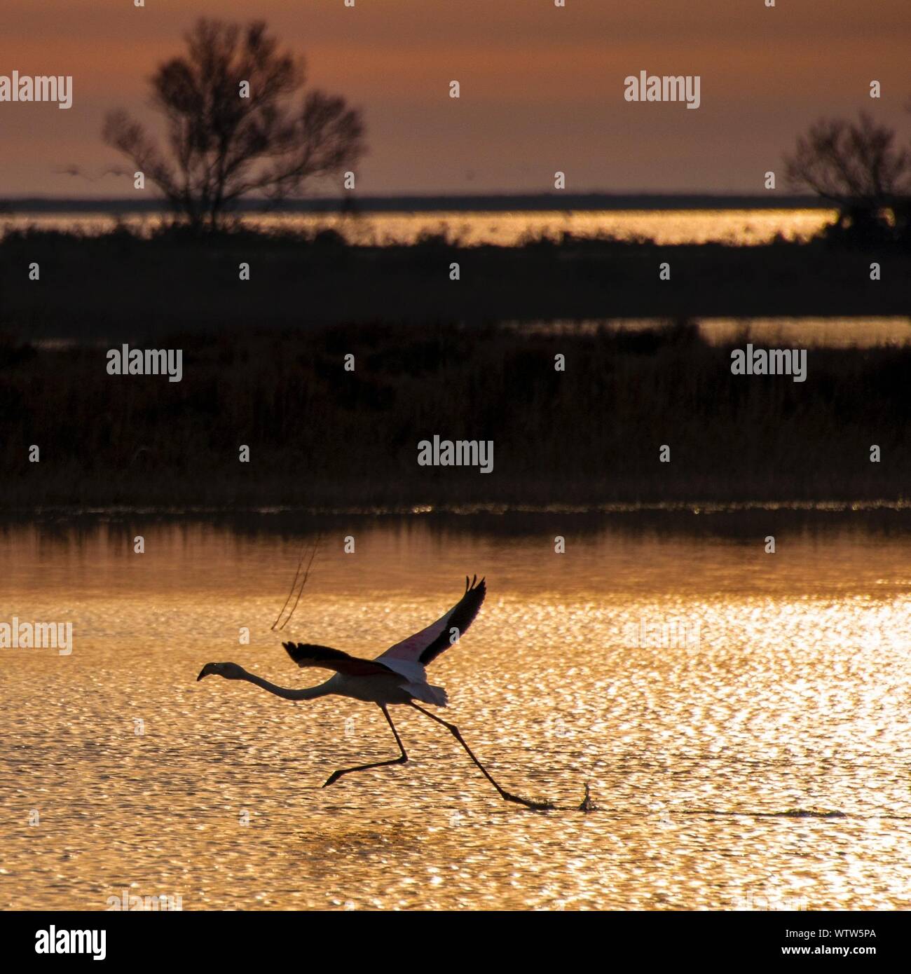 Flamingo flying sunset hi-res stock photography and images - Alamy