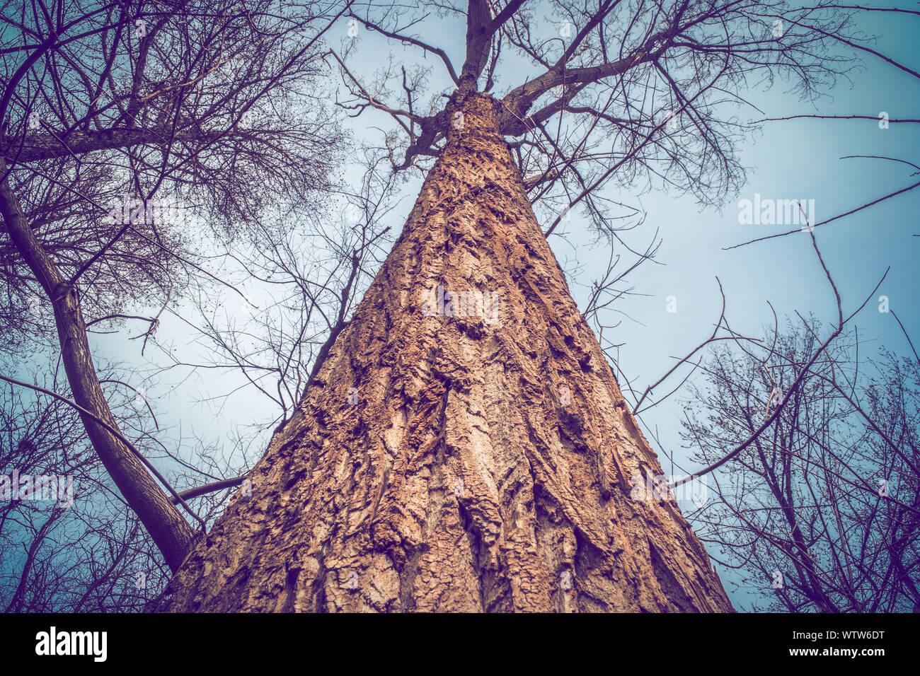 Old big tree trunk, view from bottom, tree bark texture, wide shot ...