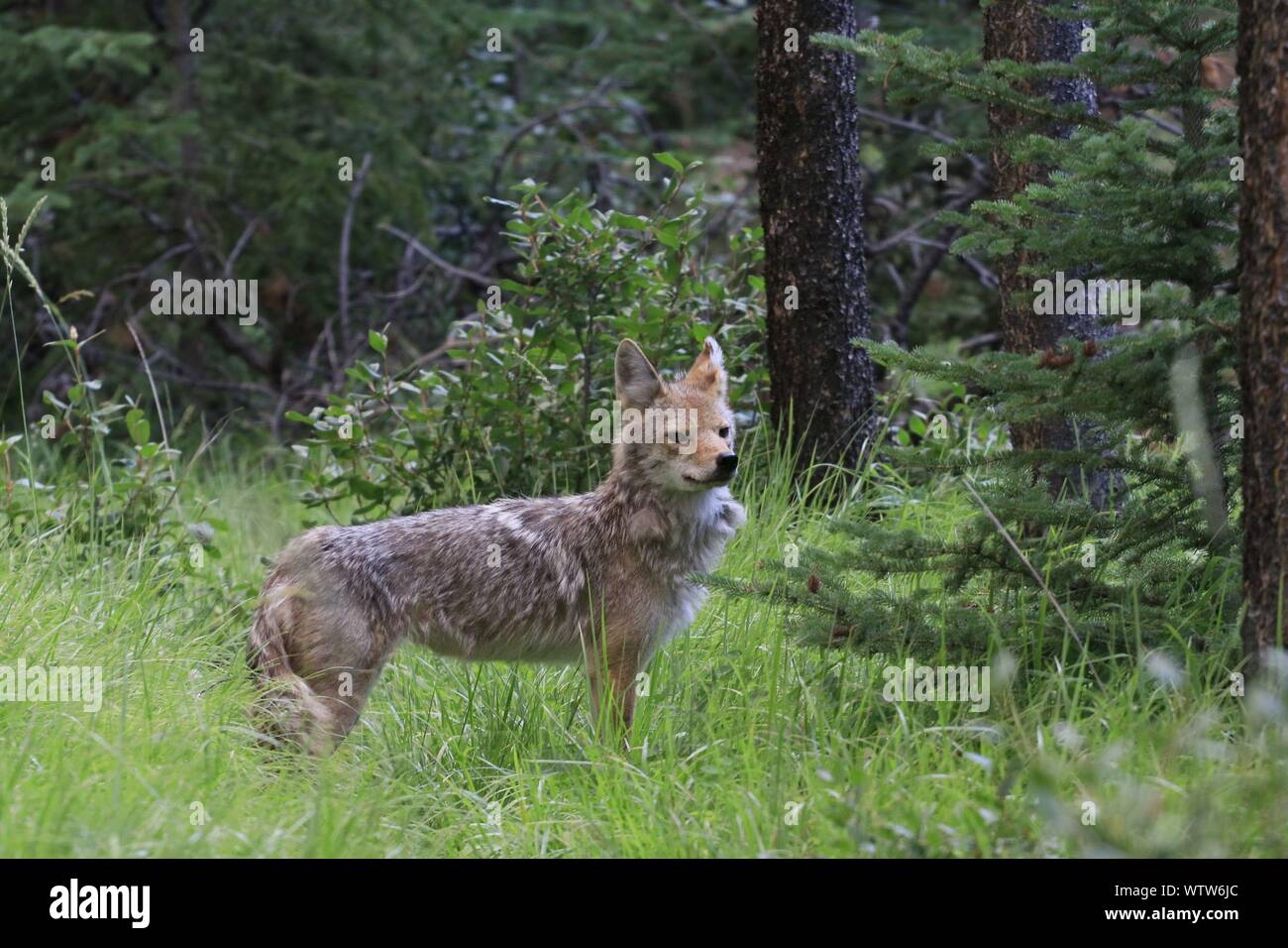 Day Of The Jackal, Fox High Resolution Stock Photography and Images - Alamy